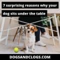 7 Surprising Reasons Why Your Dog Sits Under The Table – DogsAndClogs