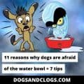 11 Reasons Why Dogs Are Afraid Of The Water Bowl + 7 Tips – DogsAndClogs