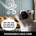17 Reasons Why Your Dog Looks Up At The Ceiling + 5 Tips – DogsAndClogs