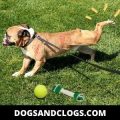 11 Weird Reasons Why Your Dog Kicks His Back Legs Randomly – DogsAndClogs