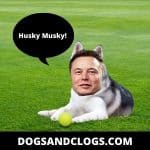 101 Husky Memes: They'll Surely Make You Laugh Out Loud