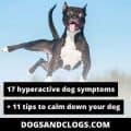 17 Hyperactive Dog Symptoms + 11 Tips To Calm Down Your Dog – DogsAndClogs