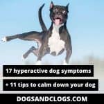 17 Hyperactive Dog Symptoms + 11 Tips To Calm Down Your Dog – DogsAndClogs