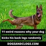 11 Weird Reasons Why Your Dog Kicks His Back Legs Randomly – DogsAndClogs