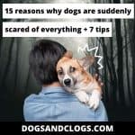 15 Reasons Why Dogs Are Suddenly Scared Of Everything – DogsAndClogs
