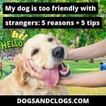 My Dog Is Too Friendly With Strangers: 5 Reasons + 5 Tips – DogsAndClogs