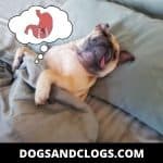 13 Surprising Reasons Why Dogs Sleep With Their Tongues Out – DogsAndClogs