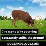 7 Reasons Why Your Dog Constantly Sniffs The Ground