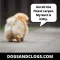My Dog Keeps Sitting On His Bum: 11 Weird Reasons + 5 Tips – DogsAndClogs