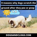 9 Reasons Why Dogs Scratch The Ground After They Pee Or Poop – DogsAndClogs