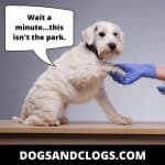 Floating Ribs In Dogs: 7 Things You Should Know (2022) – DogsAndClogs