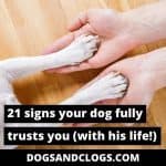 21 Signs Your Dog Fully Trusts You (With His Life!) – DogsAndClogs