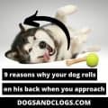 9 Reasons Why Your Dog Rolls On His Back When You Approach – DogsAndClogs