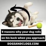 9 Reasons Why Your Dog Rolls On His Back When You Approach – DogsAndClogs