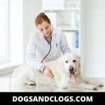 My Dog Smells Like Period Blood: 11 Reasons + 5 Tips – DogsAndClogs