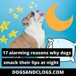 17 Alarming Reasons Why Dogs Smack Their Lips At Night – DogsAndClogs