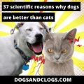 37 Scientific Reasons Why Dogs Are Better Than Cats (2023) – DogsAndClogs