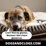 7 Alarming Reasons Why Dogs Flinch All Of A Sudden + Tips – DogsAndClogs