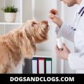 Does Thuja Work For Dog Warts? Is It Safe For Dogs? – DogsAndClogs