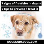 7 Signs Of Frostbite In Dogs + 9 Tips To Prevent & Treat It – DogsAndClogs