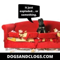 129 Funniest Dog Memes (Cute, Happy & Angry Dog Memes) – DogsAndClogs