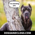 Are Dogs Stronger Than Humans? 7 Surprising Facts (2022) – DogsAndClogs