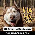 129 Funniest Dog Memes (Cute, Happy & Angry Dog Memes) – DogsAndClogs