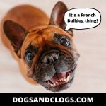 5 Easy Steps To Make A Pool Noodle Dog Collar (DIY 2023) - DogsAndClogs