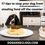 17 Tips To Stop Your Dog From Stealing Food Off The Counter – DogsAndClogs