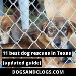 11 Best Dog Rescues In Texas (Updated 2023 Guide) – DogsAndClogs