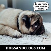 167 Worst Dog Names That Are Terribly Inappropriate (2023) – DogsAndClogs