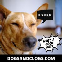 167 Worst Dog Names That Are Terribly Inappropriate (2023) – DogsAndClogs