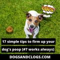 17 Simple Tips To Firm Up Your Dog’s Poop (#7 Works Always) – DogsAndClogs