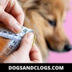 5 Easy Steps To Make A Pool Noodle Dog Collar (DIY 2023) - DogsAndClogs