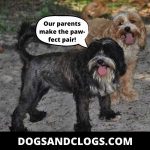 13 Most Popular Tibetan Terrier Mixes (With Photos 2022) – DogsAndClogs