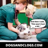 Floating Ribs In Dogs: 7 Things You Should Know (2022) – DogsAndClogs