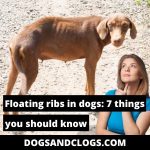 Floating Ribs In Dogs: 7 Things You Should Know (2022) – DogsAndClogs