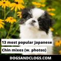 13 Most Popular Japanese Chin Mixes (w. Photos 2022) – DogsAndClogs