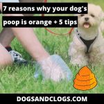 7 Reasons Why Your Dog’s Poop Is Orange + 5 Tips (2023) – DogsAndClogs