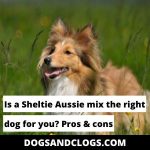 Is A Sheltie Aussie Mix The Right Dog For You? Pros & Cons - DogsAndClogs