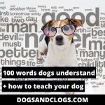 100 Words Dogs Understand + How To Teach Your Dog (2023) – DogsAndClogs