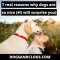 7 Real Reasons Why Dogs Are So Nice (#3 Will Surprise You) – DogsAndClogs