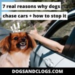 7 Real Reasons Why Dogs Chase Cars + How To Stop It (2023) – DogsAndClogs