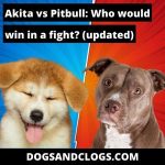 Akita vs Pitbull: Who Would Win In a Fight? (Updated 2023) - DogsAndClogs