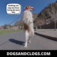 Do Dogs Have Arms? 5 Things You Need To Know (2023) - DogsAndClogs