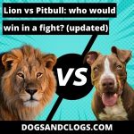 Lion vs Pitbull: Who Would Win In A Fight? (Updated 2023) – DogsAndClogs