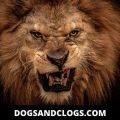 Lion vs Pitbull: Who Would Win In A Fight? (Updated 2022) – DogsAndClogs