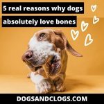 5 Real Reasons Why Dogs Absolutely Love Bones (2022) – DogsAndClogs