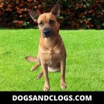 17 Beautiful Rhodesian Ridgeback Mixes (With Photos 2023) – DogsAndClogs