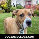 17 Beautiful Rhodesian Ridgeback Mixes (With Photos 2023) – DogsAndClogs